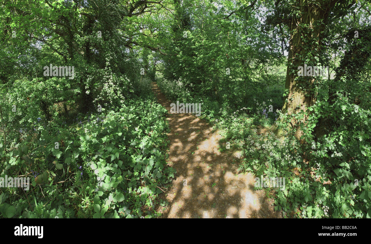 footpath through vegetation Stock Photo - Alamy