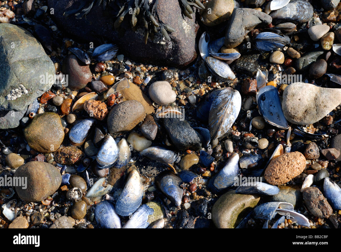 Small section of seashore with mussels and seashells Stock Photo - Alamy