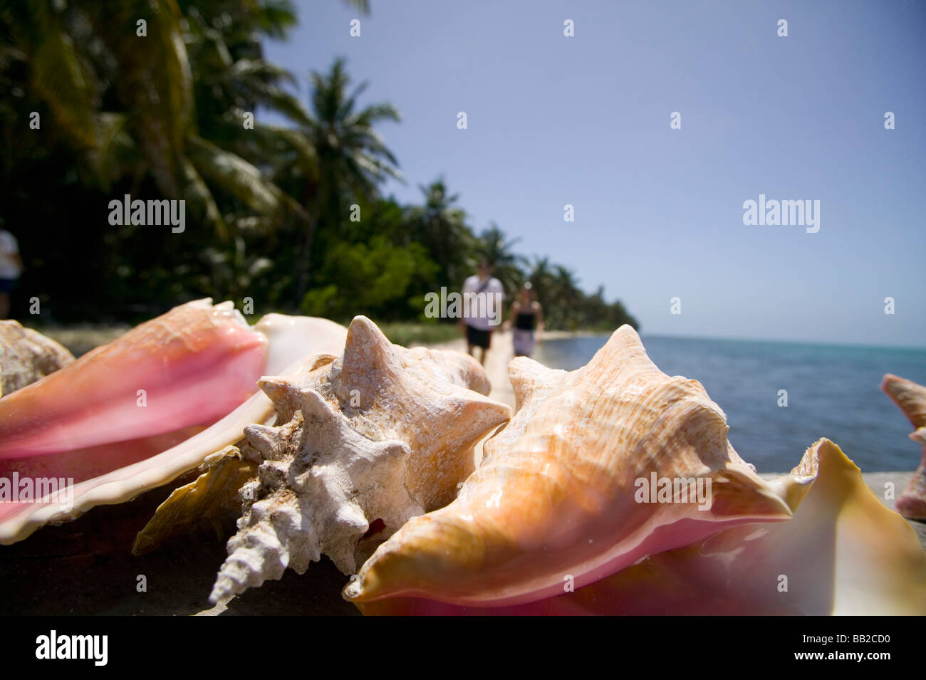 Conch Shells, Half Moon Caye, World Heritage Site-Lighthouse Reef Atoll ...