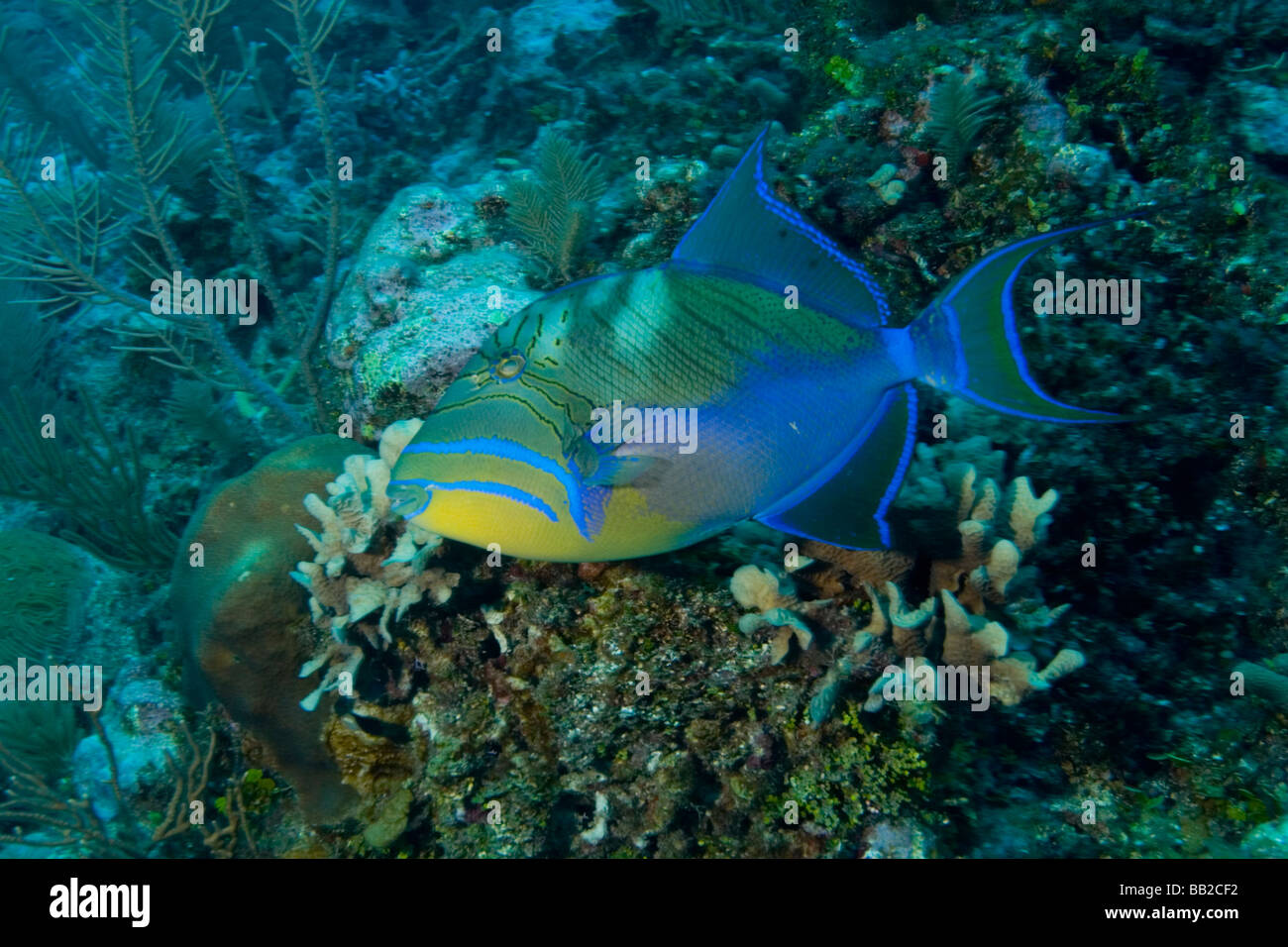 Queen Triggerfish (Balistes vetula) Ambergris Caye, Hol Chan Marine ...