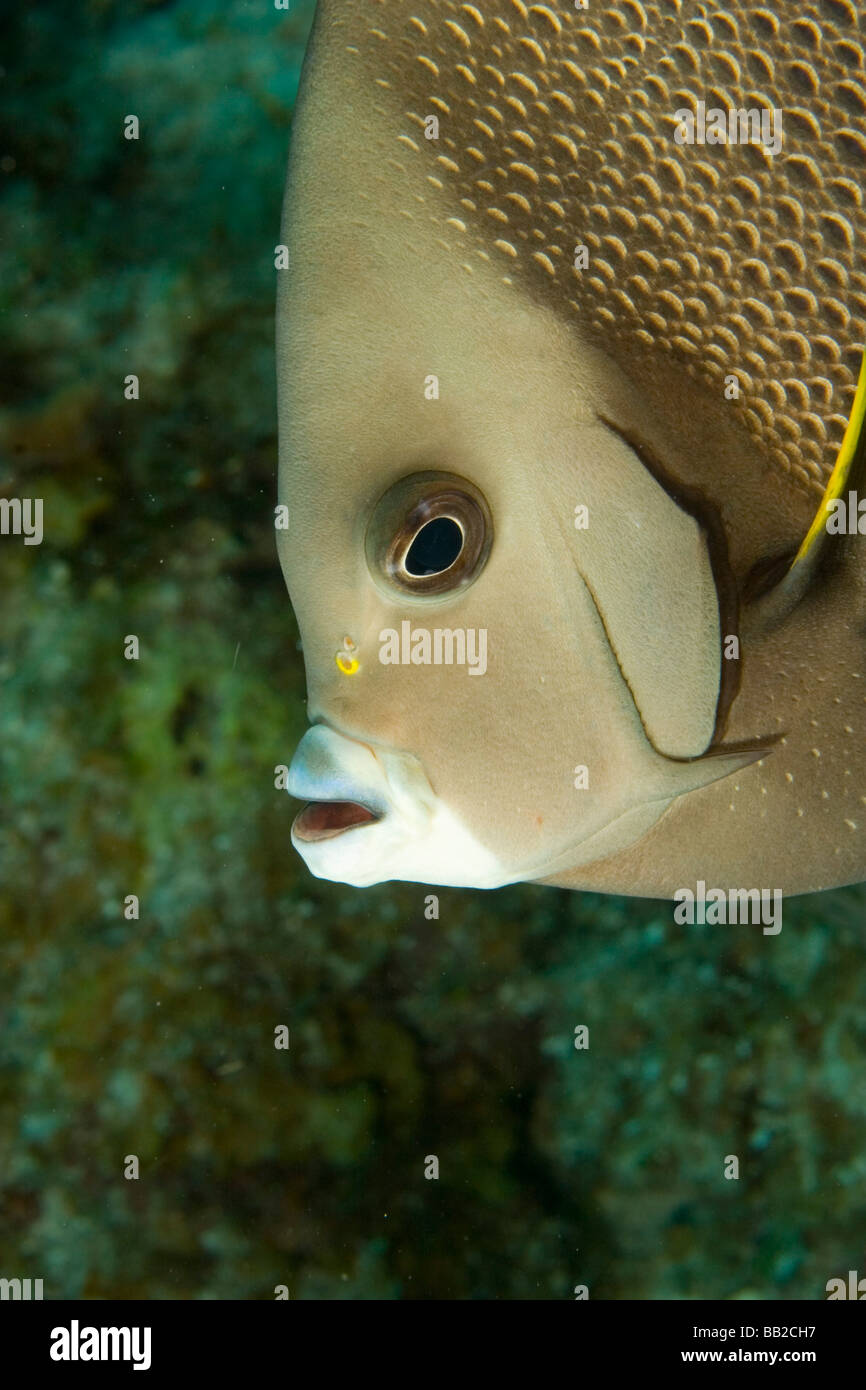 Gray Angelfish (Pomacanthus arcuatus) Hol Chan Marine Preserve, Belize ...