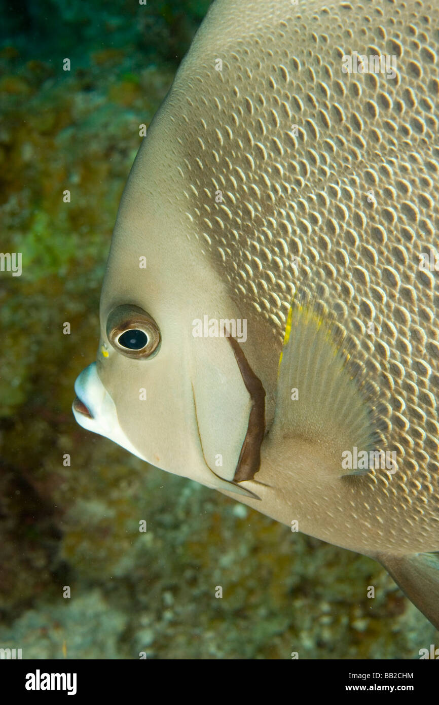 Gray Angelfish (Pomacanthus arcuatus) Hol Chan Marine Preserve, Belize ...