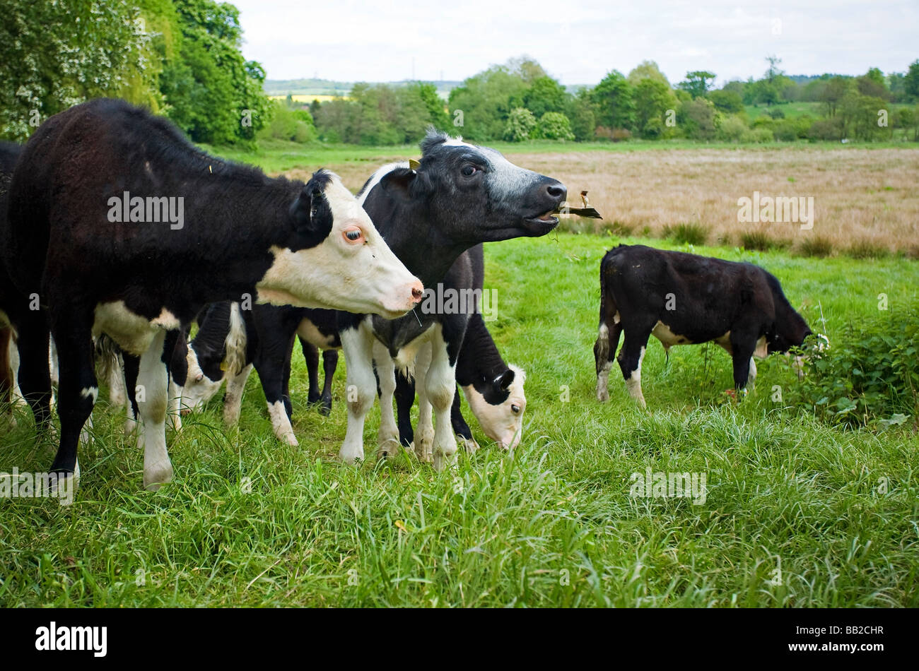Friesian cow hi-res stock photography and images - Alamy
