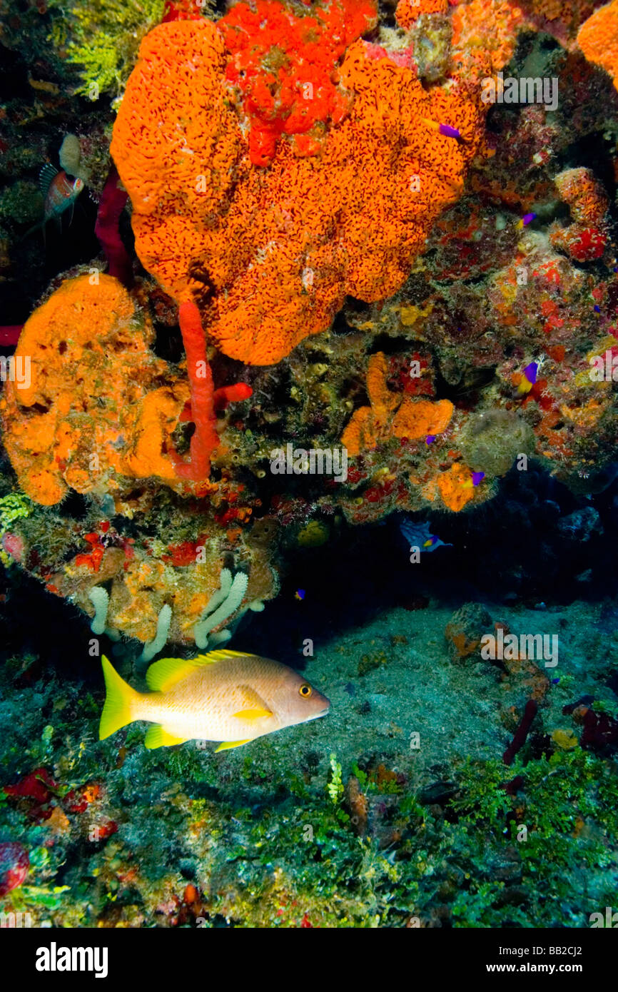 Yellow Snapper and Orange Encrusting Sponge Hol Chan Marine Preserve ...