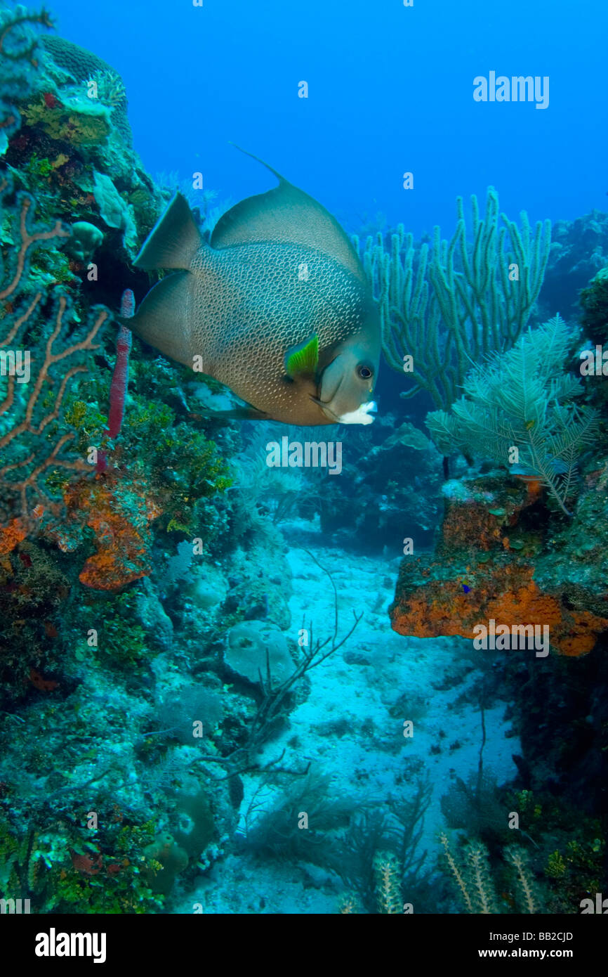 Gray Angelfish (Pomacanthus arcuatus) Hol Chan Marine Preserve, Belize ...