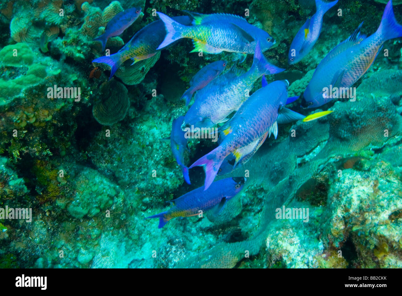Creole Wrasse (Clepticus parrae) Hol Chan Marine Preserve, Belize ...