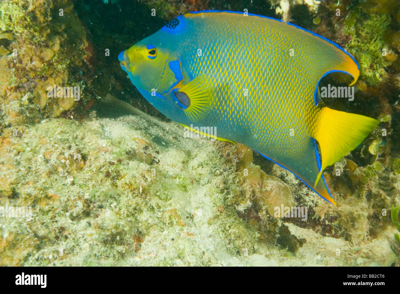 Queen Angelfish (Holacanthus ciliaris) Hol Chan Marine Park, Belize ...