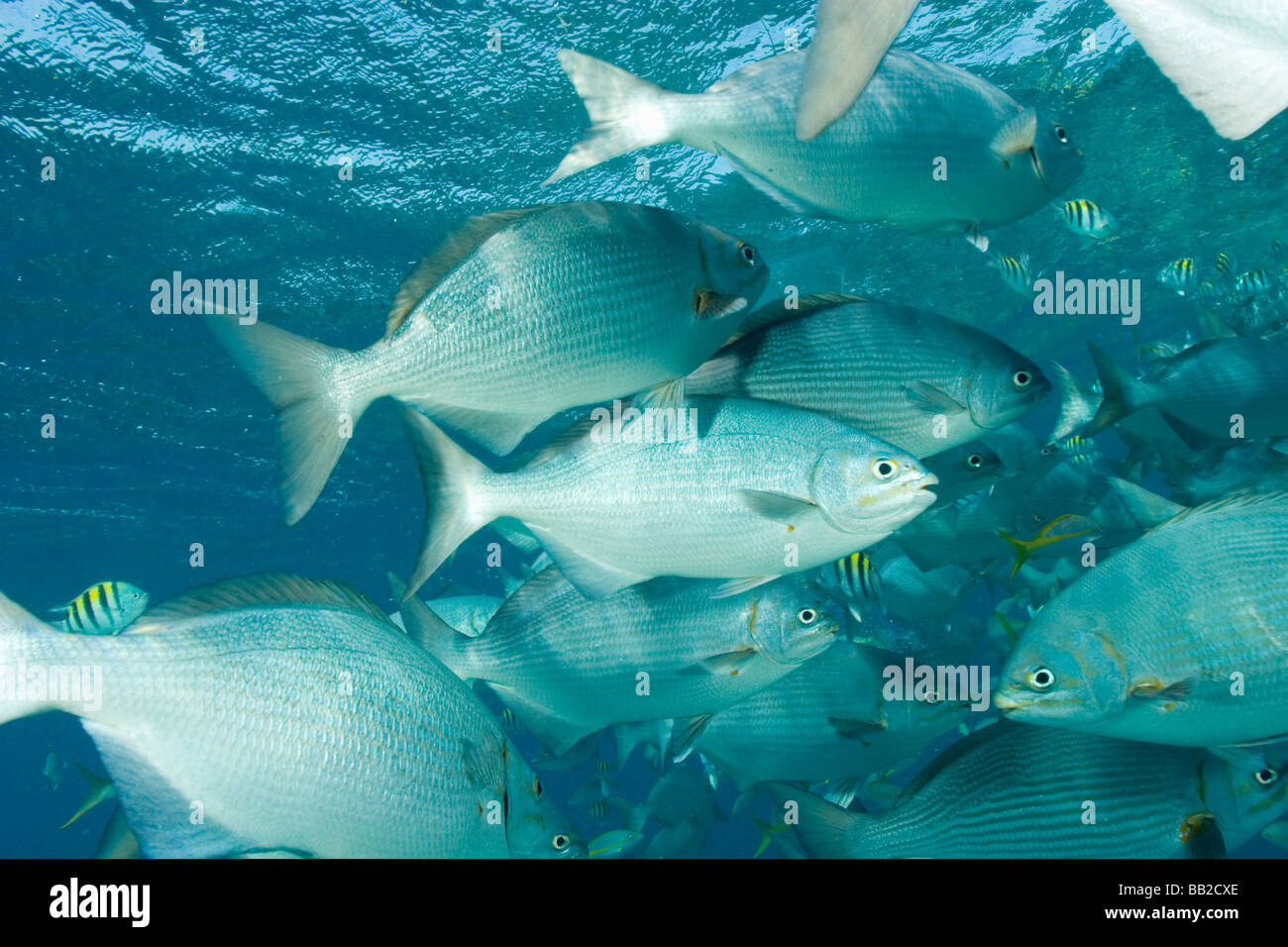 Mass of fish feeding: yellowtail snappers, permit, & sergeant majors ...