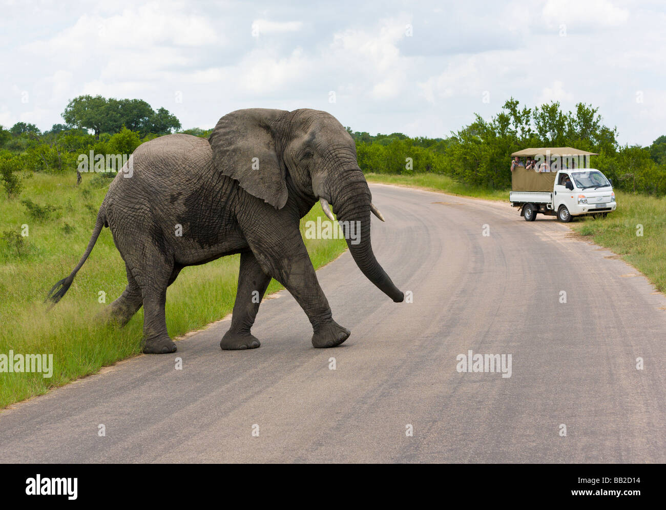 African elephant crossing the road hi-res stock photography and images ...