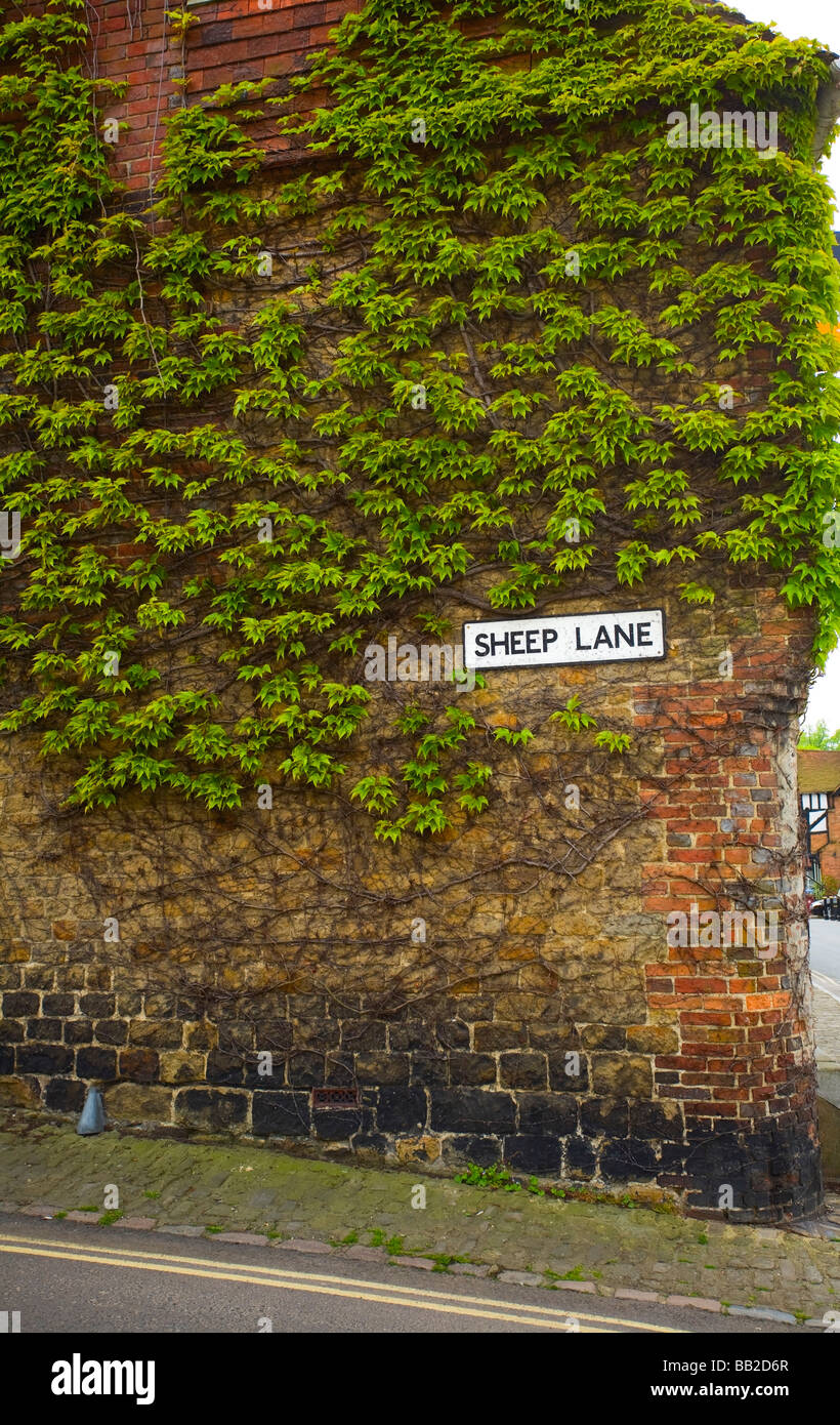 House in Sheep Lane covered with Virginia Creeper (Parthenocissus ...