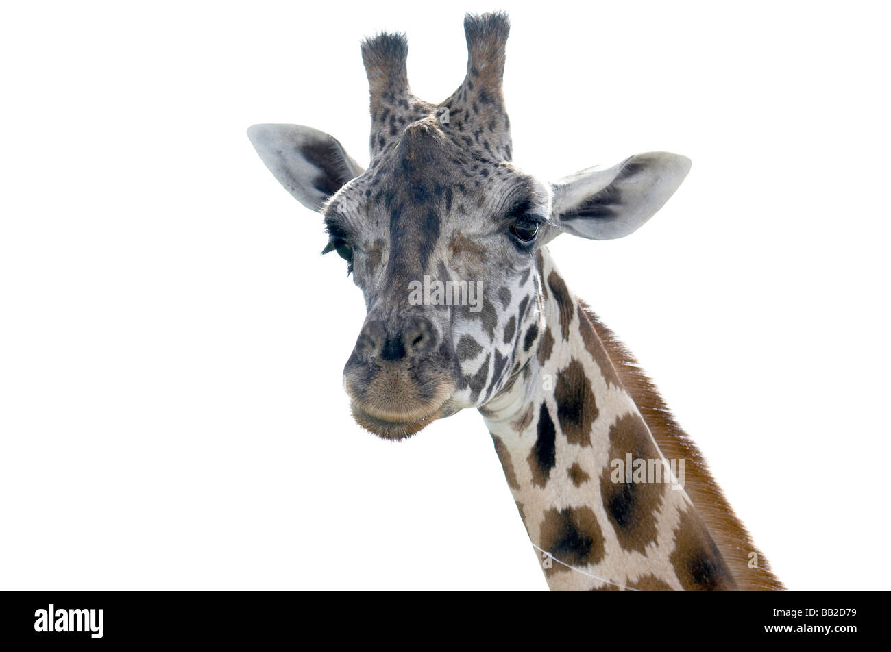 A portrait of a Giraffe isolated on white Stock Photo - Alamy