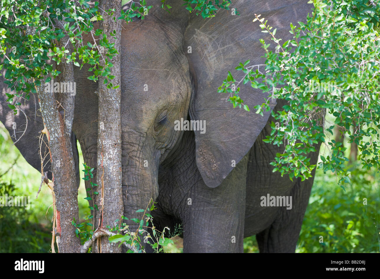 Elephant trunk tree hi-res stock photography and images - Alamy