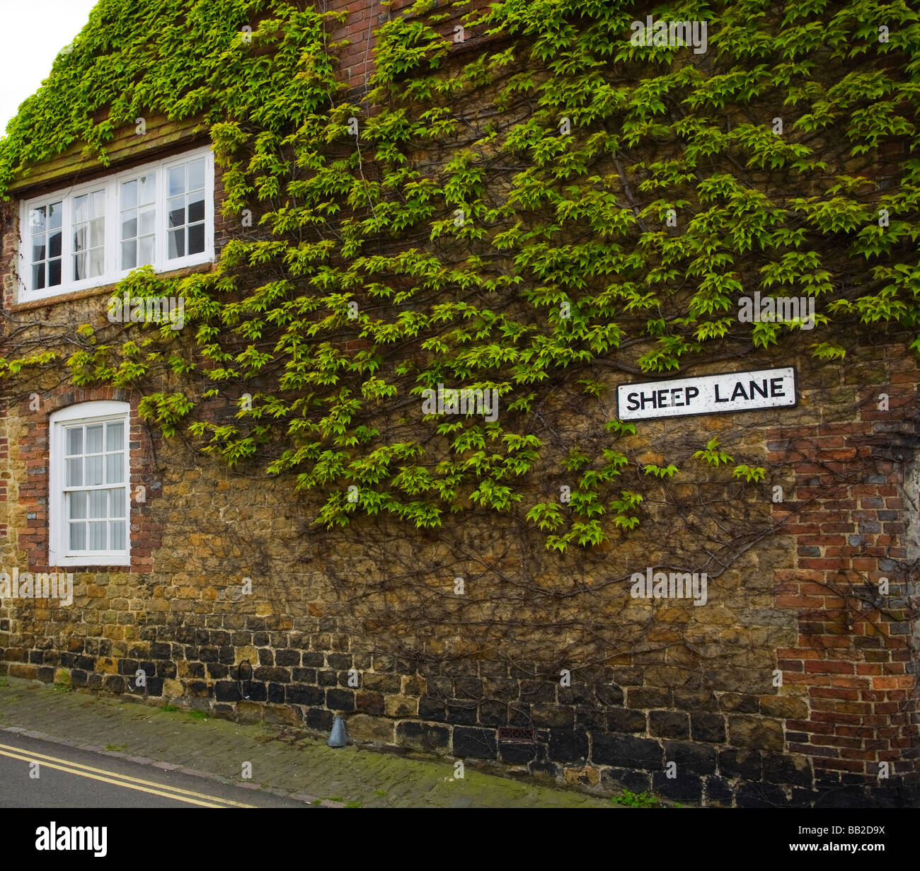 House in Sheep Lane covered with Virginia Creeper (Parthenocissus ...