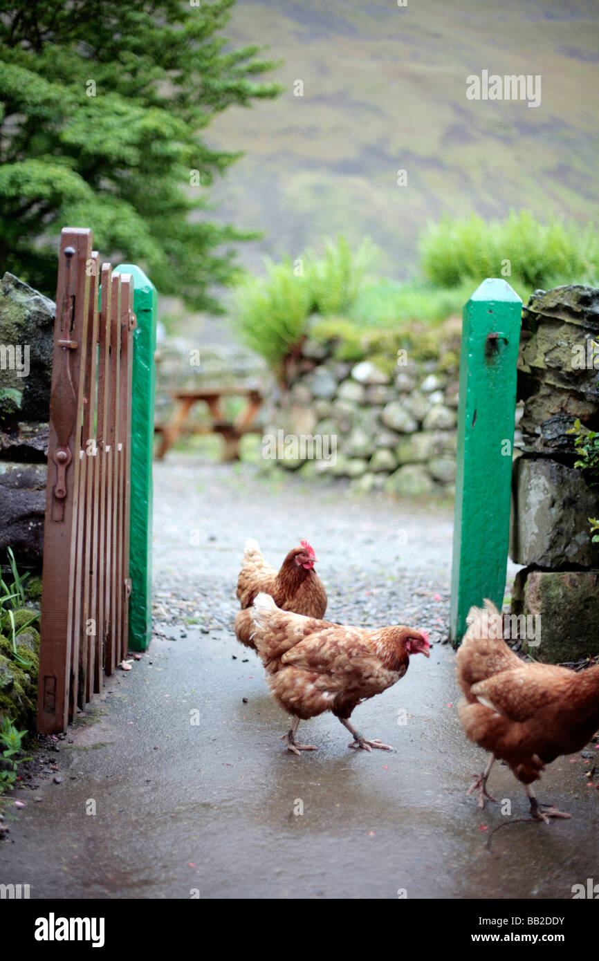 Chickens coming through a gate Stock Photo - Alamy