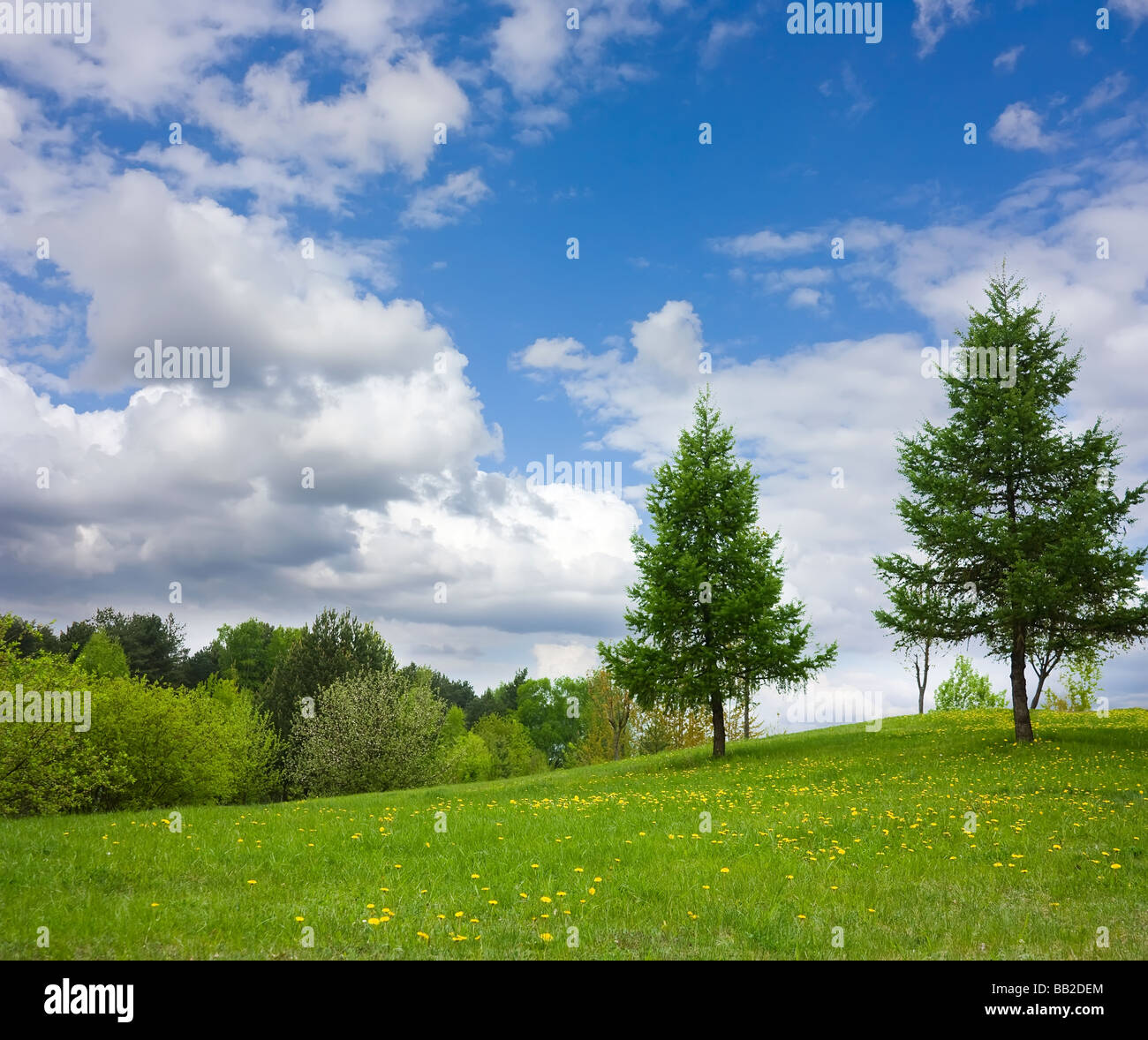 beautiful spring landscape dandelion and blue sky Stock Photo - Alamy