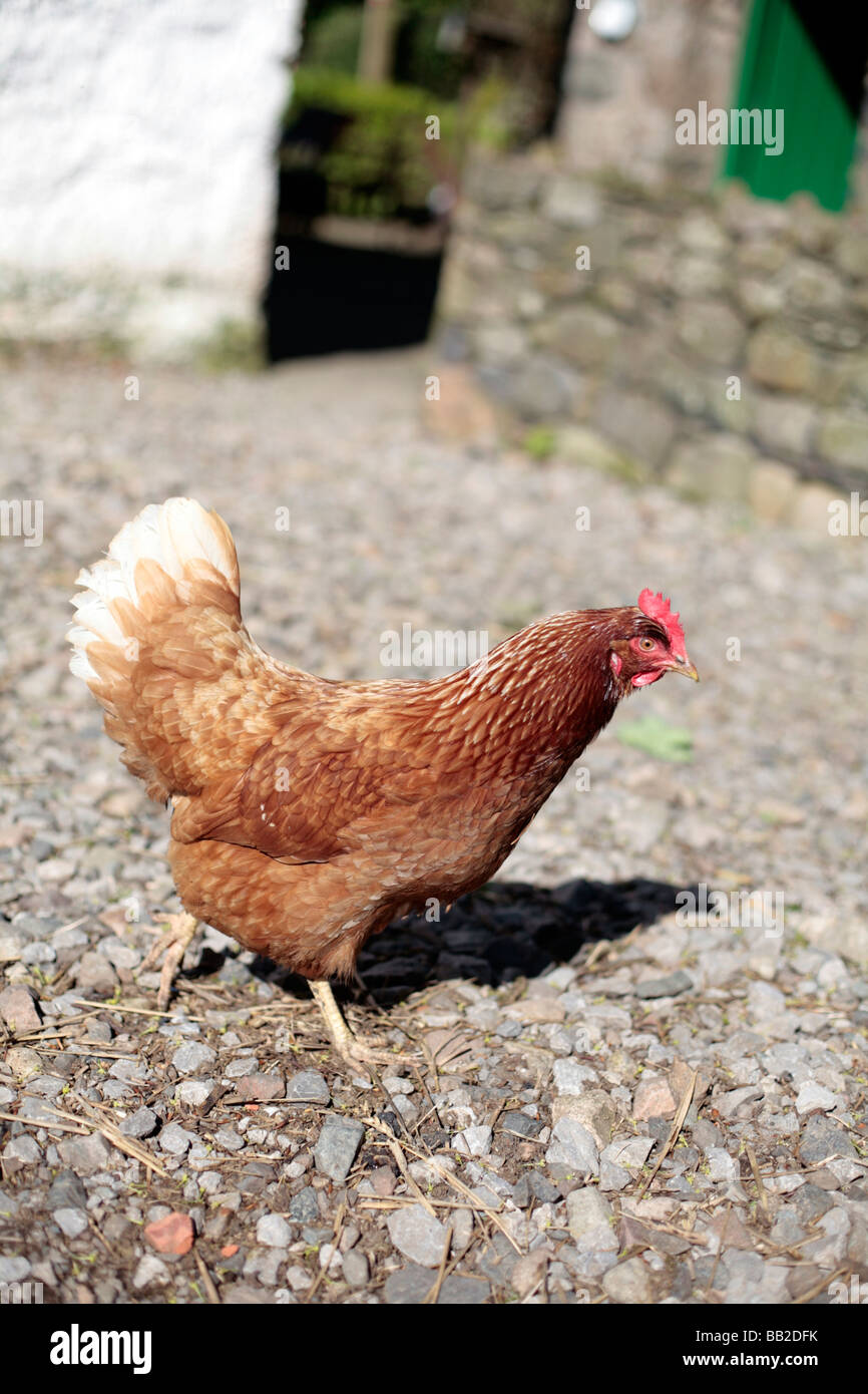 Chicken in a farmyard Stock Photo - Alamy