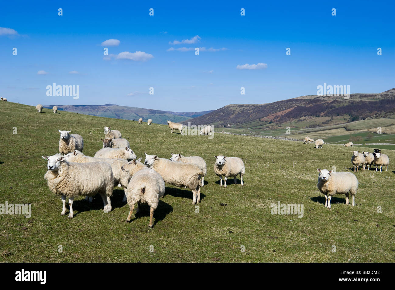 Female Sheep in the Peak District National Park Stock Photo - Alamy