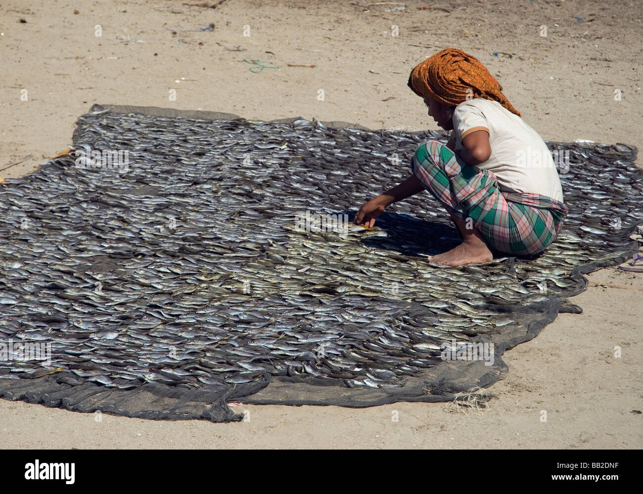 Sundried fish in Kampong Rinca Stock Photo - Alamy