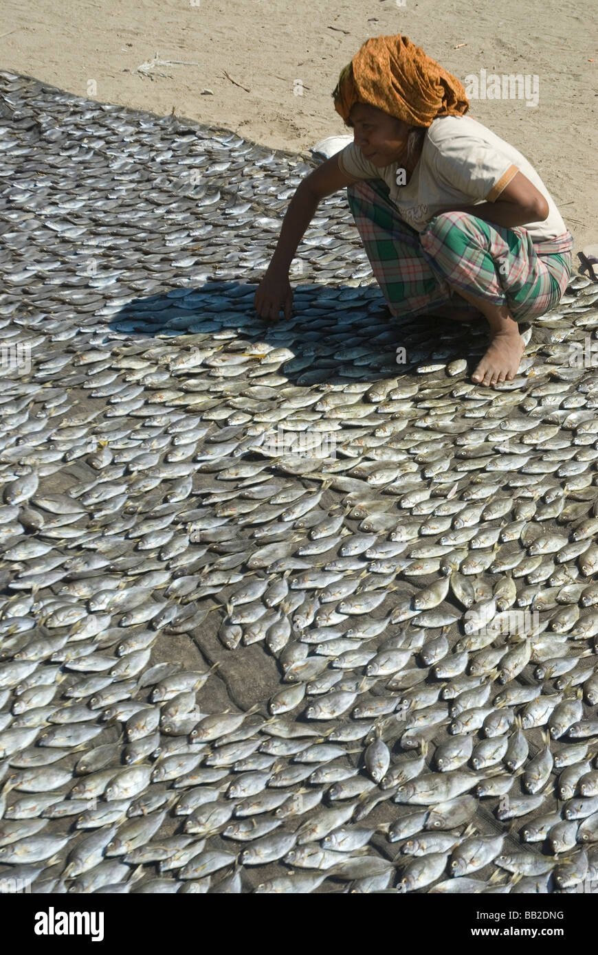 Sundried fish in Kampong Rinca Stock Photo - Alamy