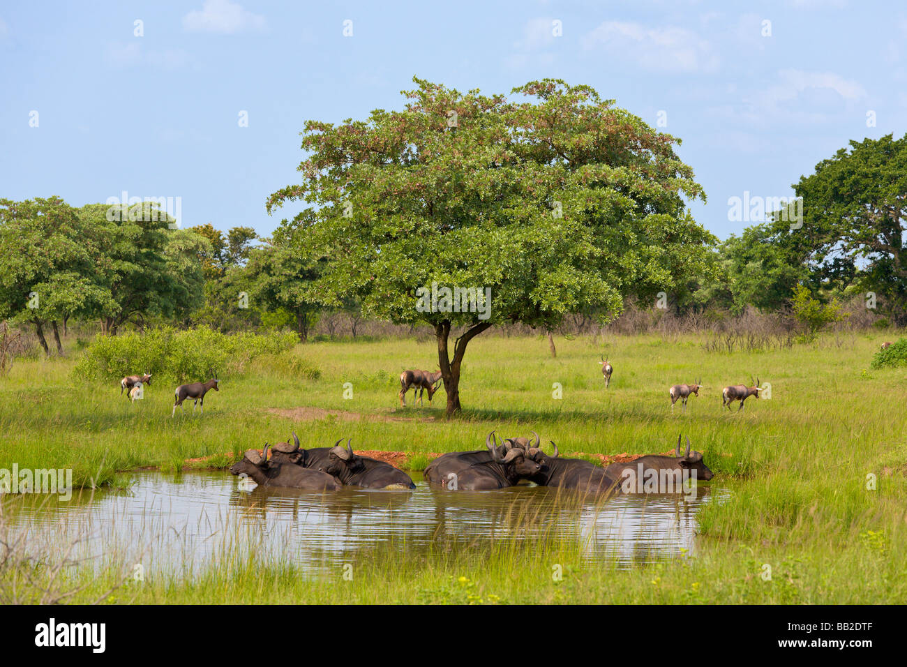 African water buffalo hi-res stock photography and images - Alamy