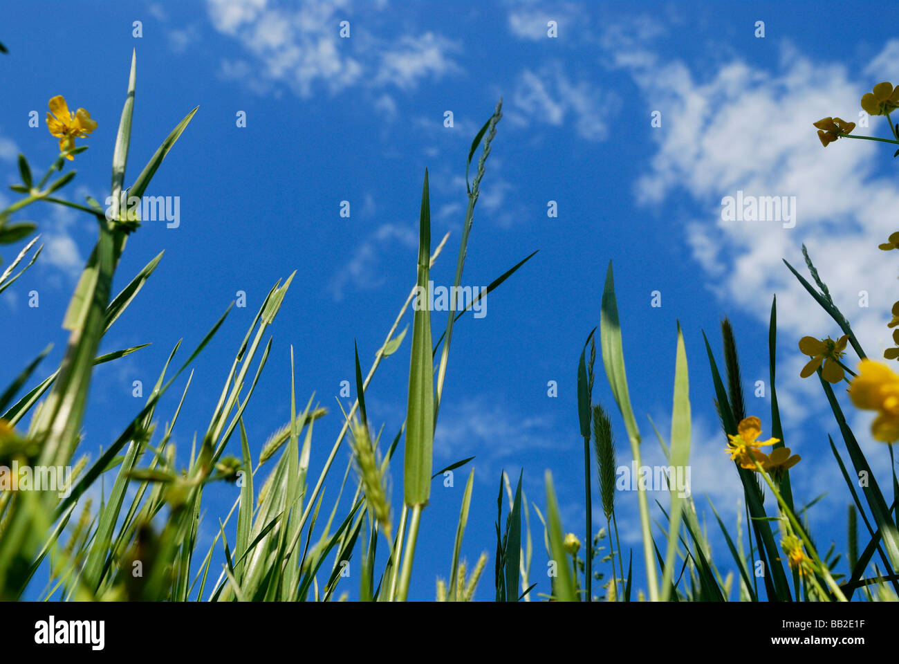 Grass overgrown hi-res stock photography and images - Alamy