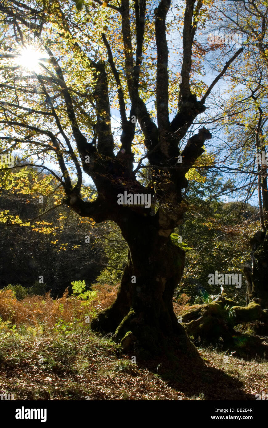 Irati Forest - haunt of famed trout fisherman Ernest Hemingway - is one ...