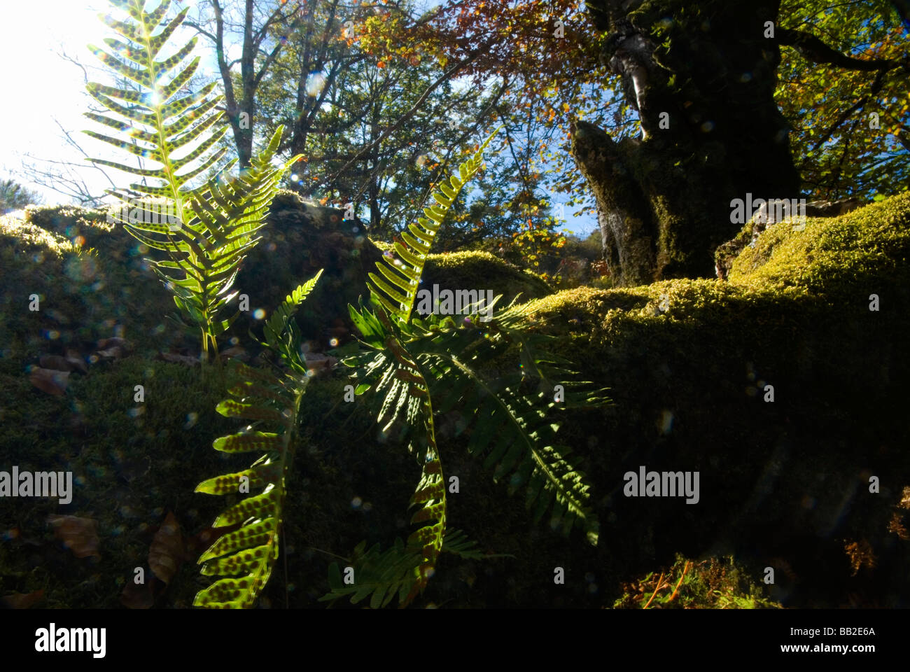 Irati Forest - haunt of famed trout fisherman Ernest Hemingway - is one ...