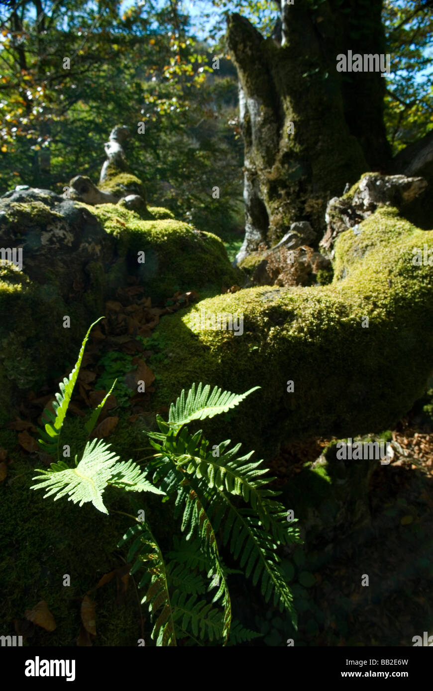 Irati Forest - haunt of famed trout fisherman Ernest Hemingway - is one ...