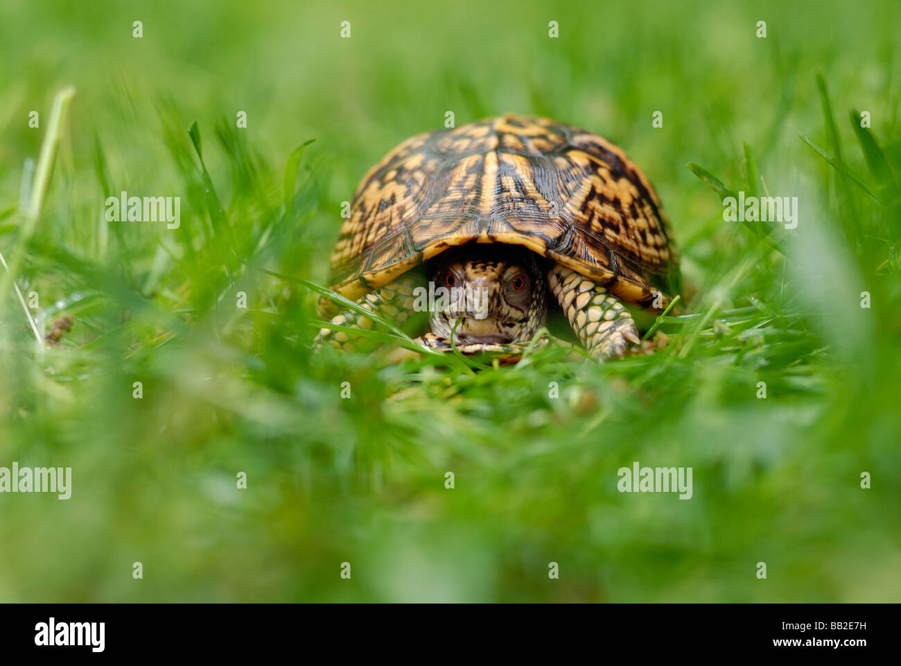 Young male Eastern Box Turtle Stock Photo - Alamy