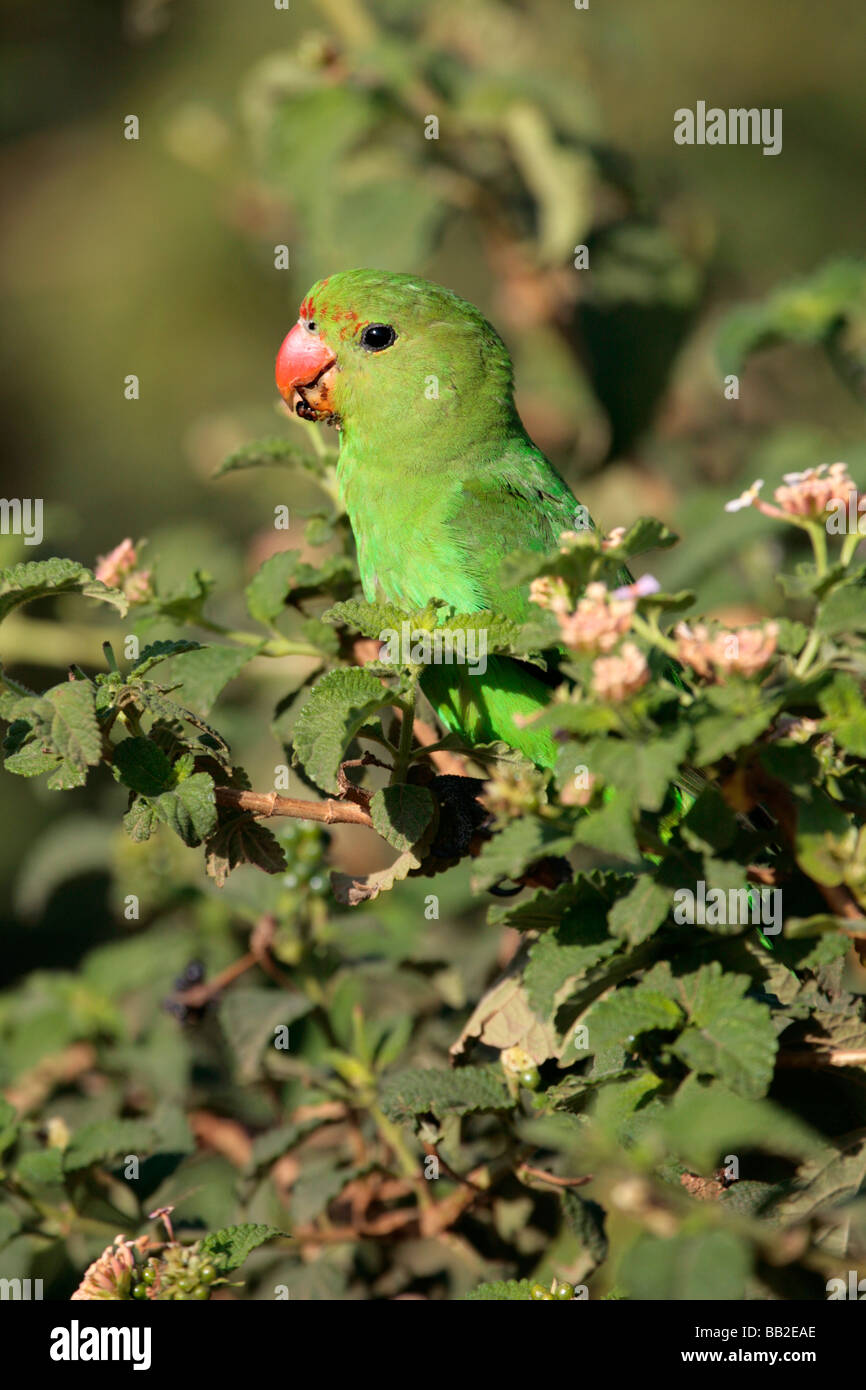 The Abyssinian Lovebird (Agapornis taranta) also known as Black-winged ...