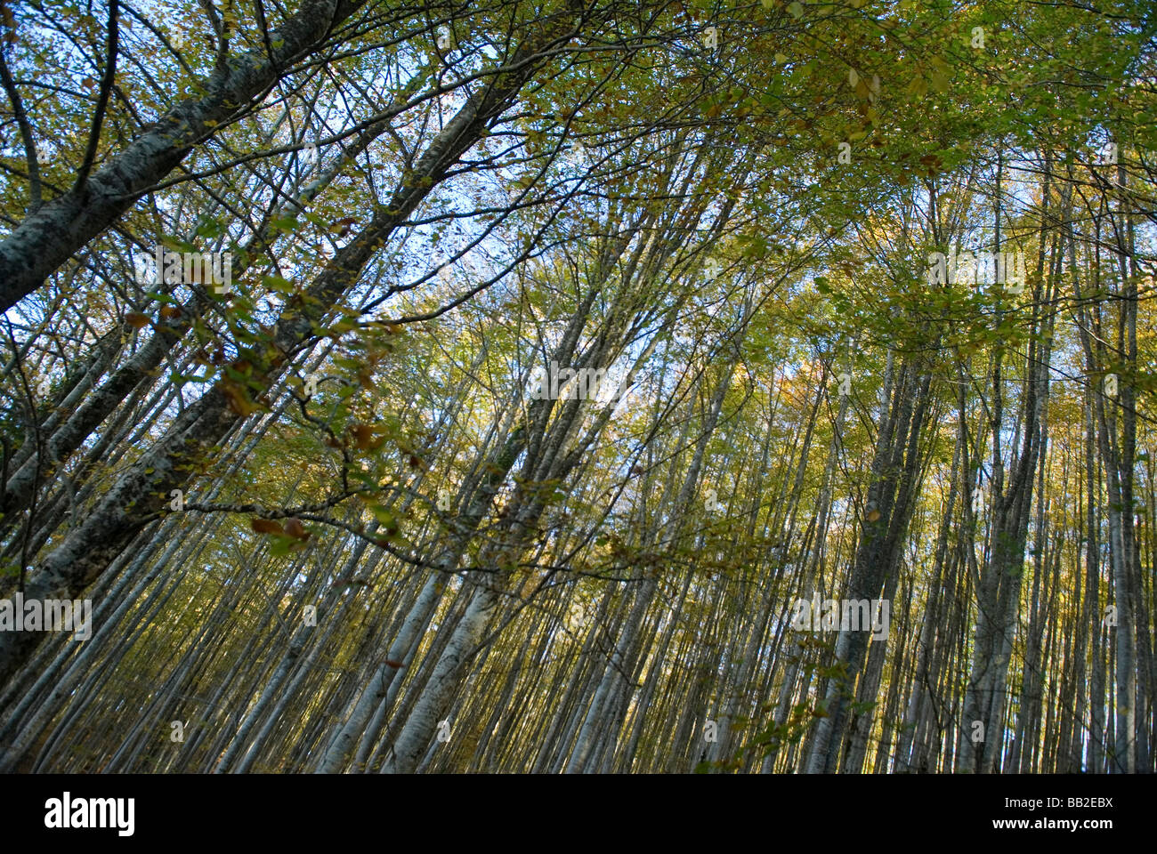 Irati Forest - haunt of famed trout fisherman Ernest Hemingway - is one ...