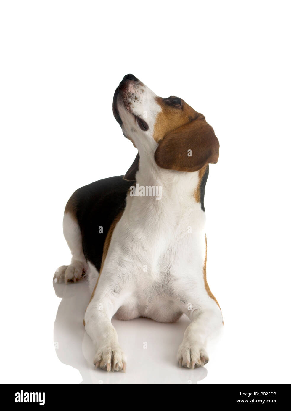 Picture of Beagle dog looking to the top Stock Photo - Alamy