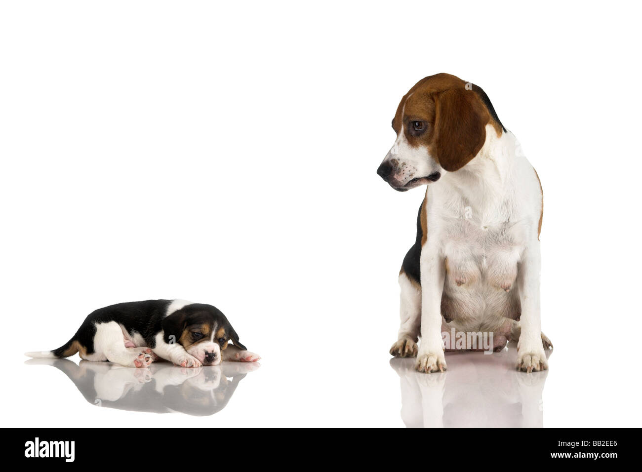 Looking after family Cut Out Stock Images & Pictures - Alamy