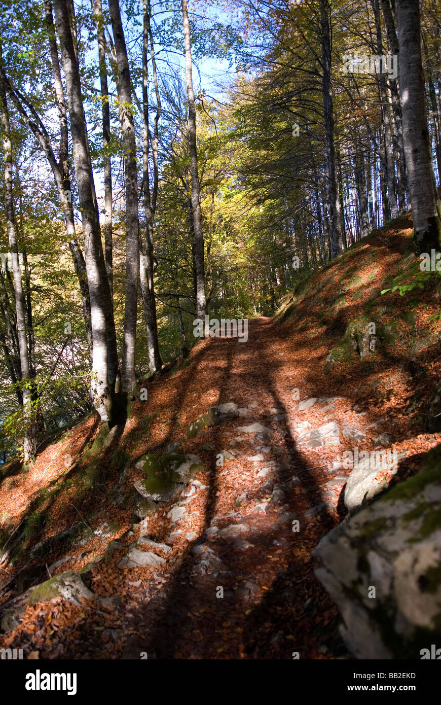 Irati Forest - haunt of famed trout fisherman Ernest Hemingway - is one ...