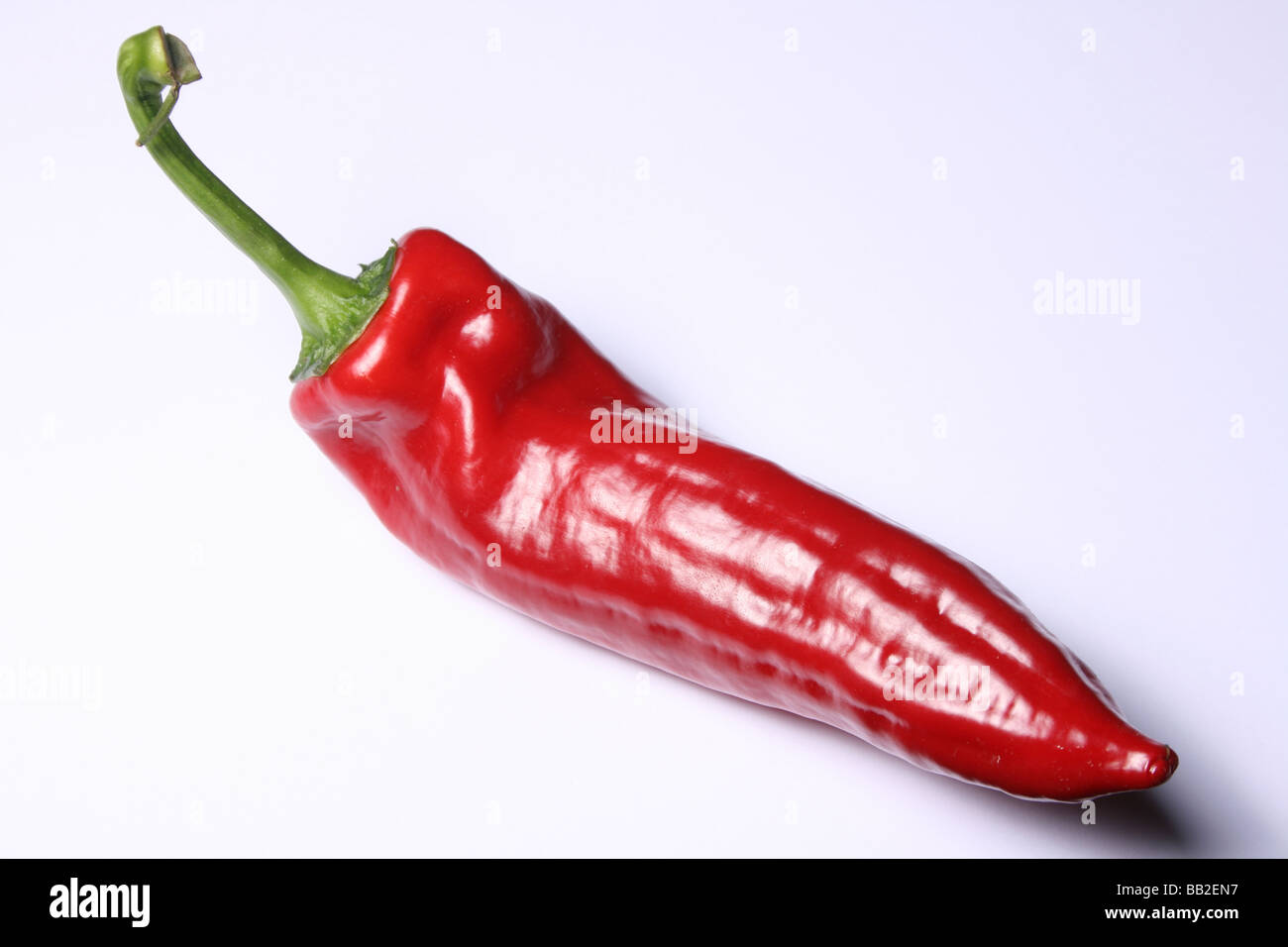 A single red pepper against a white background Stock Photo - Alamy