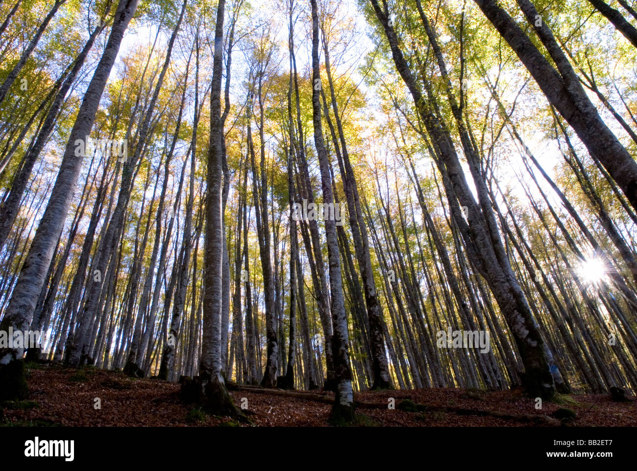 Irati Forest - haunt of famed trout fisherman Ernest Hemingway - is one ...