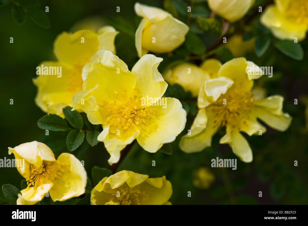 Primrose yellow Father Hugo's Rose ROSACEAE Rosa Hugonis ROSE hugos ...