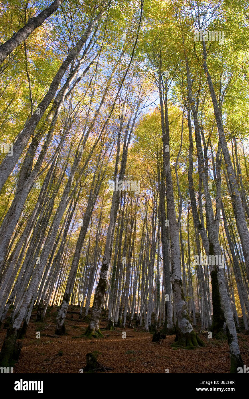Irati Forest - haunt of famed trout fisherman Ernest Hemingway - is one ...