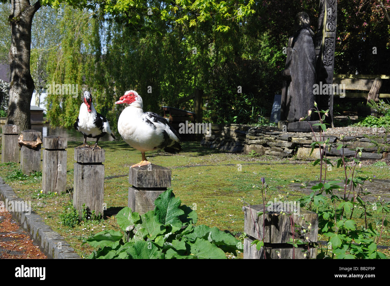 Muscovy ducks Mill Pond St Dogmaels Stock Photo - Alamy