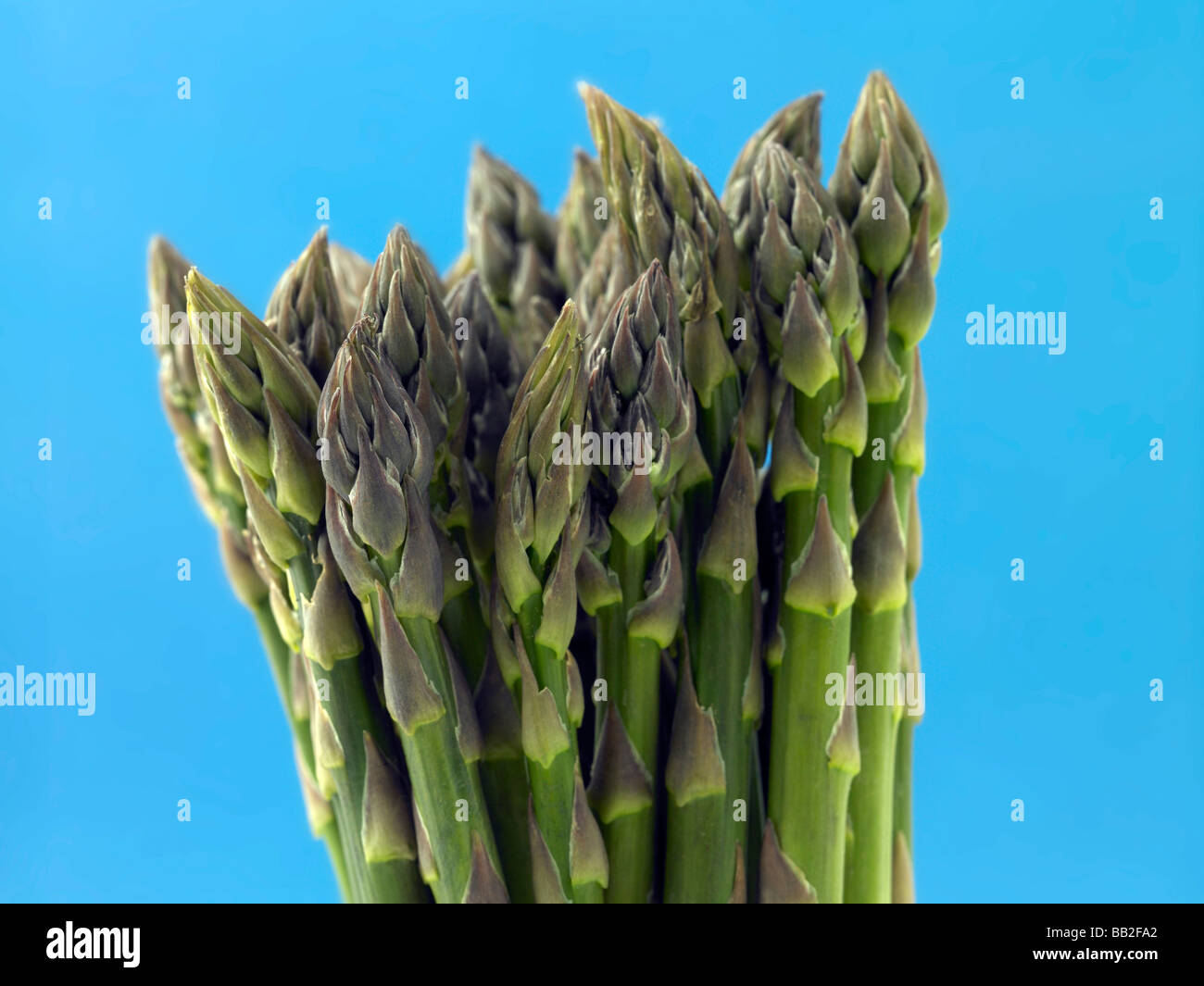 Asparagus spear spears vegetables vegetable healthy vegetable food hi ...