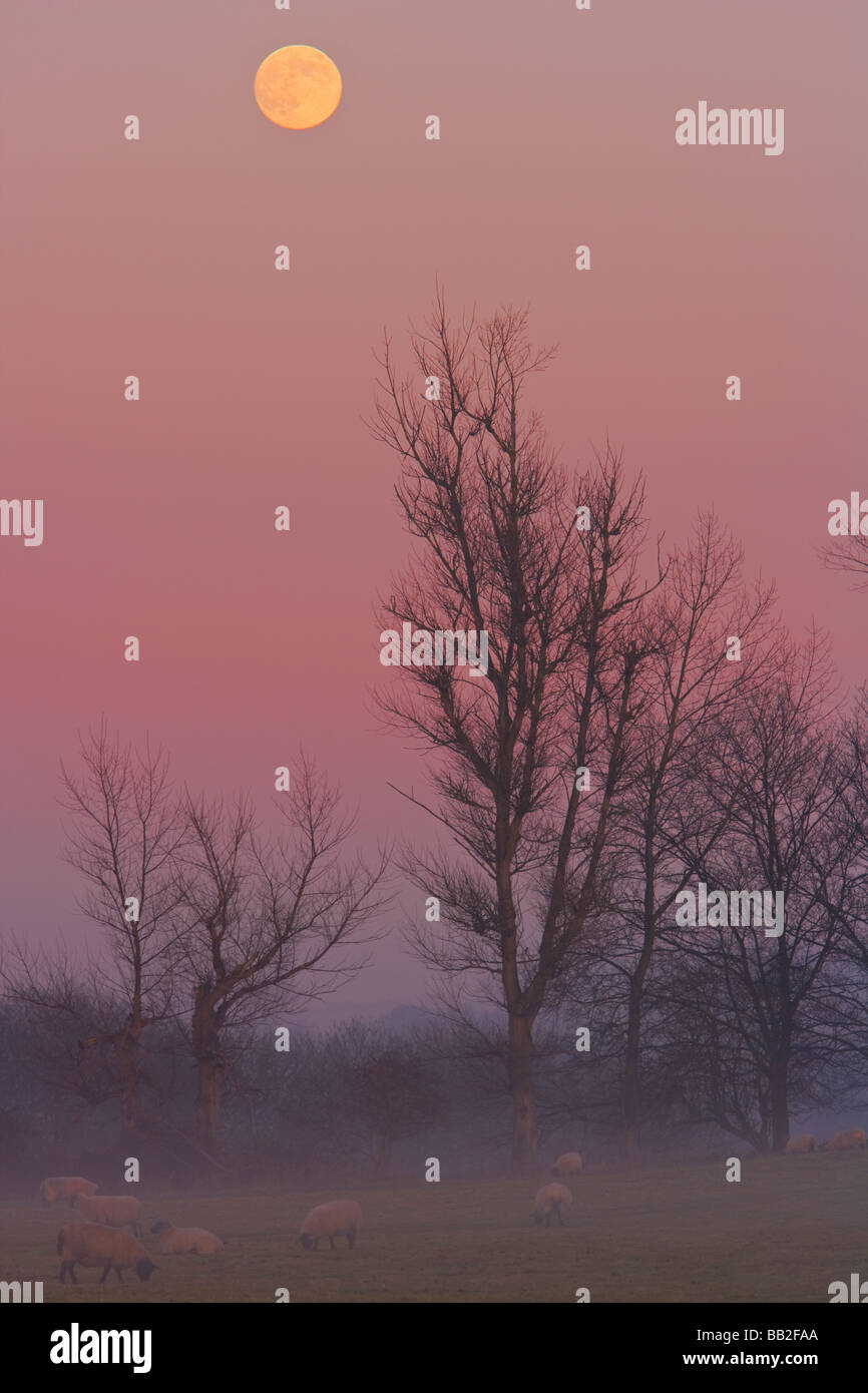 Full moon at dusk Stock Photo - Alamy