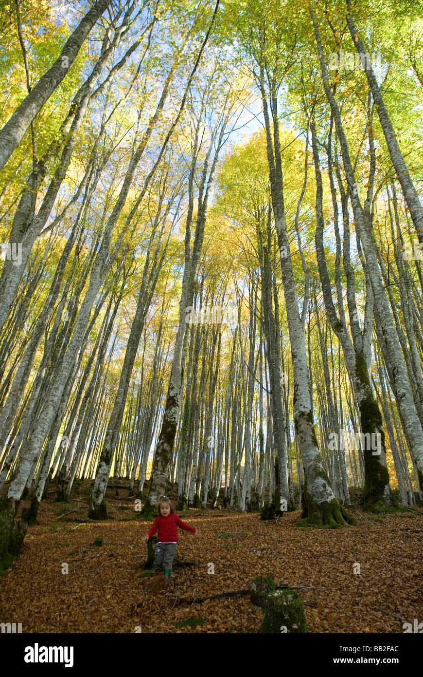 Irati Forest - haunt of famed trout fisherman Ernest Hemingway - is one ...
