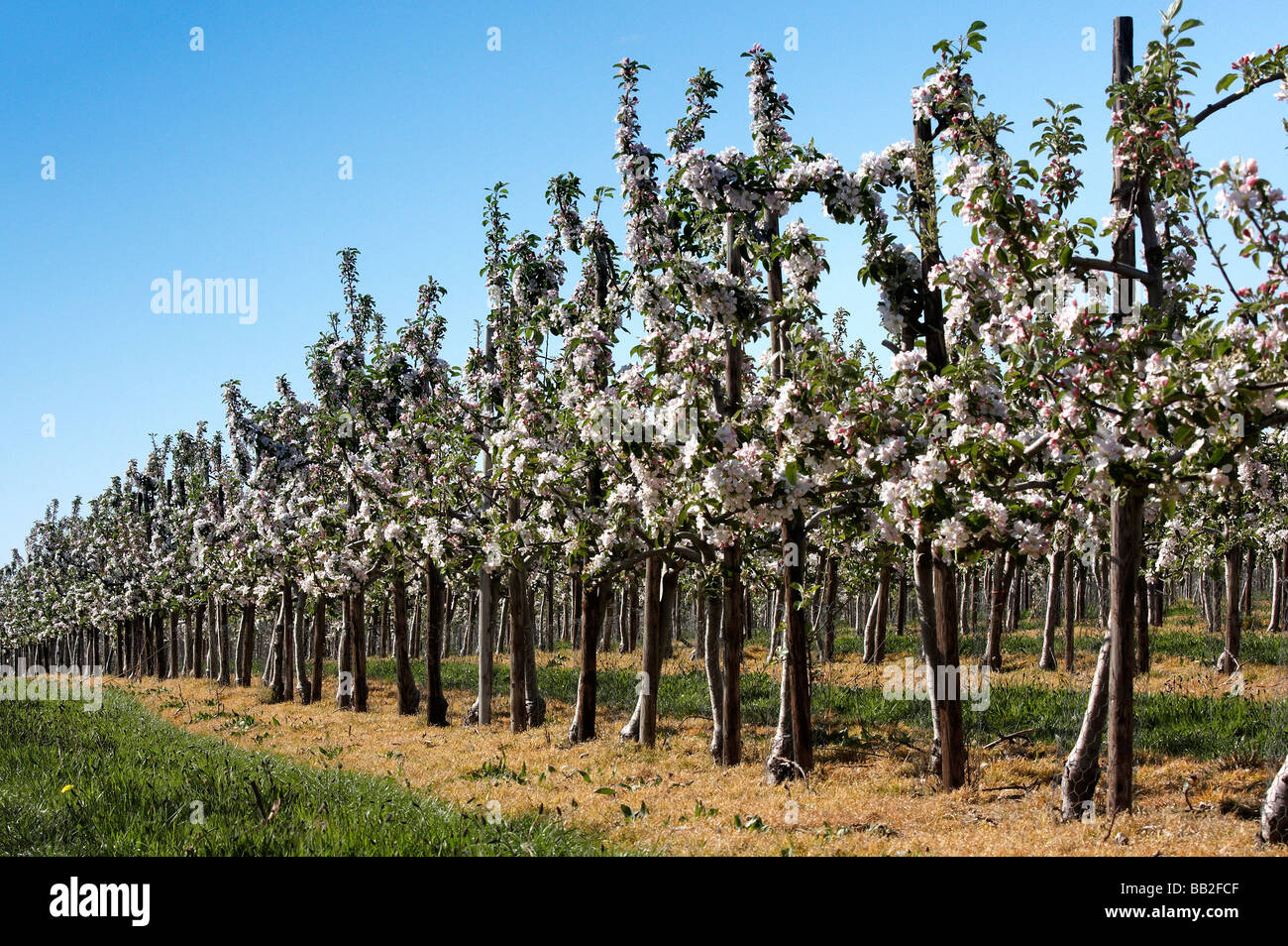 Modern orchard trees in blossom Stock Photo - Alamy