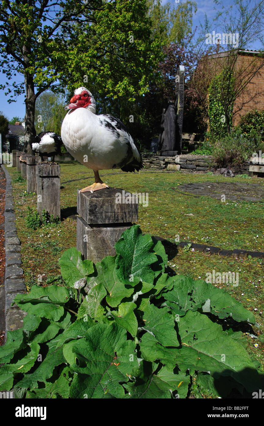 Muscovy pond hi-res stock photography and images - Alamy