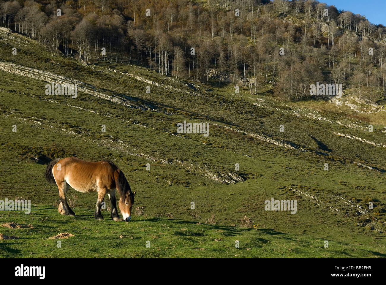 Irati Forest - haunt of famed trout fisherman Ernest Hemingway - is one ...