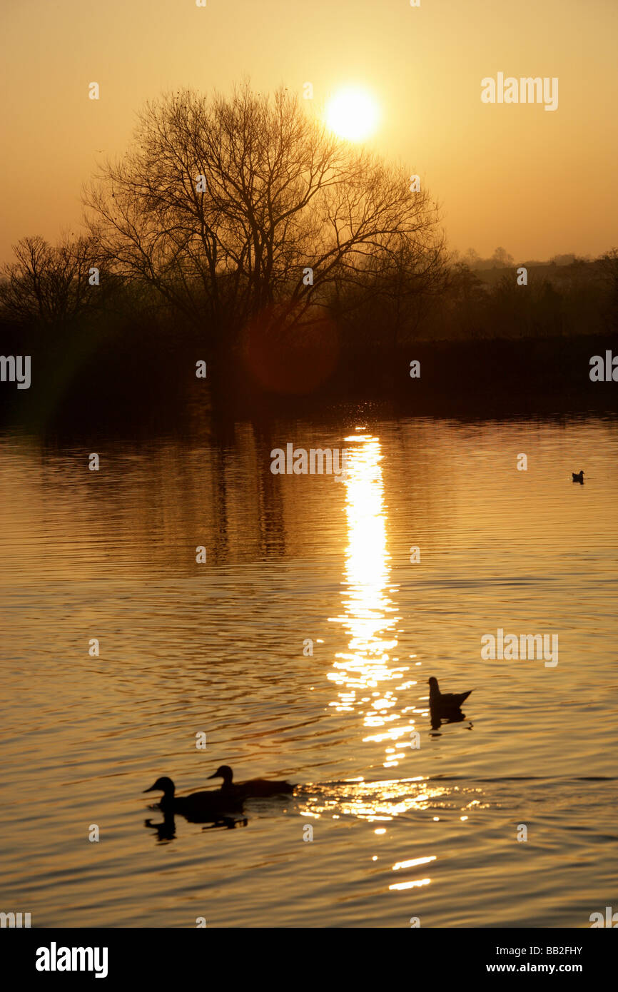 City of Chester, England. Tranquil sunset scene of ducks silhouetted on ...