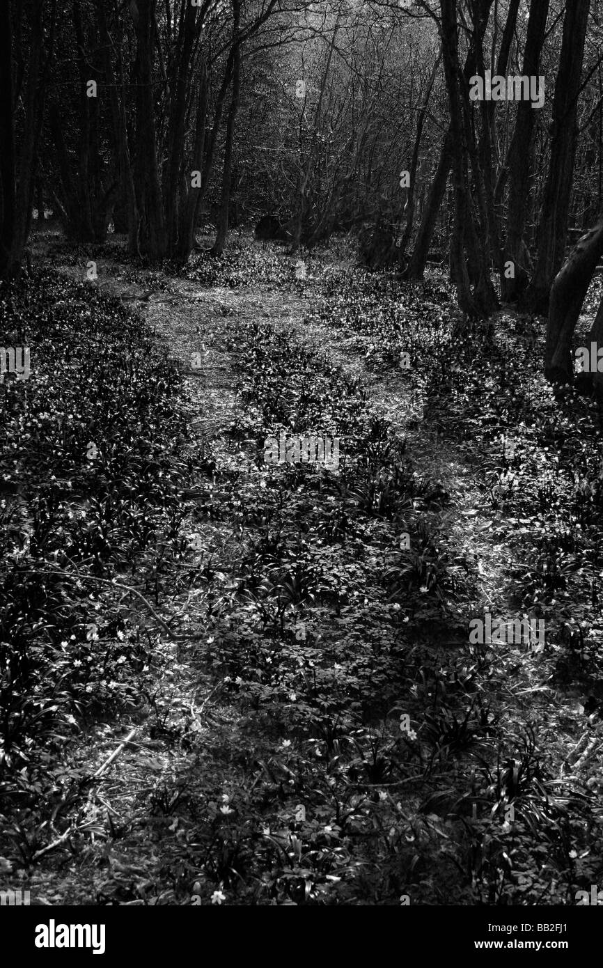 Spooky woods hi-res stock photography and images - Alamy