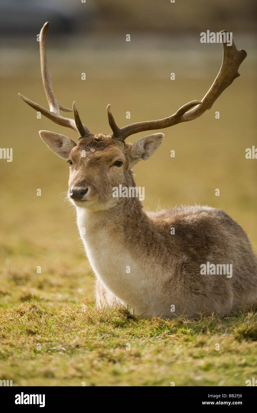 Fallow Deer at Richmond Park London Stock Photo - Alamy