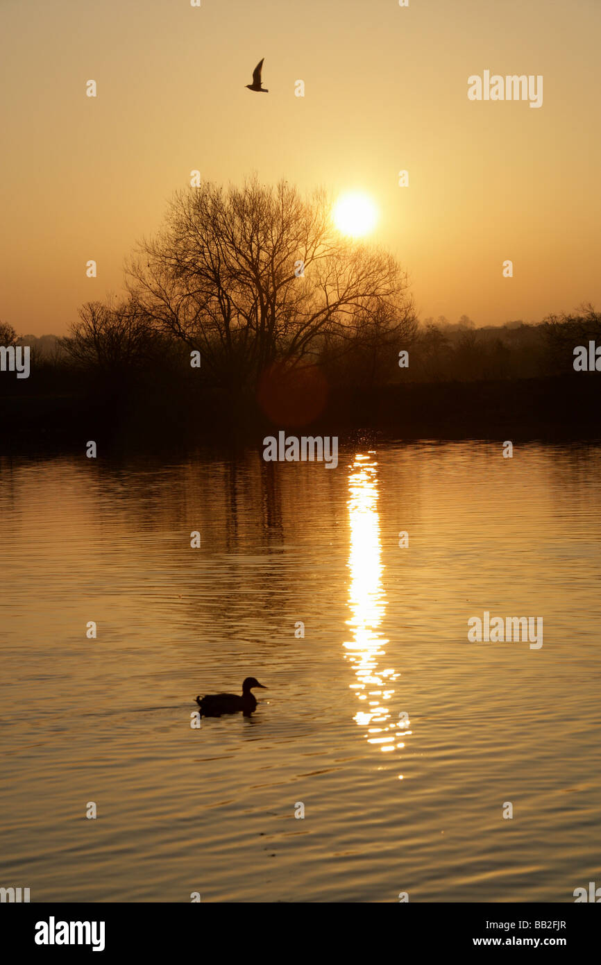 City of Chester, England. Tranquil sunset scene of ducks silhouetted on ...