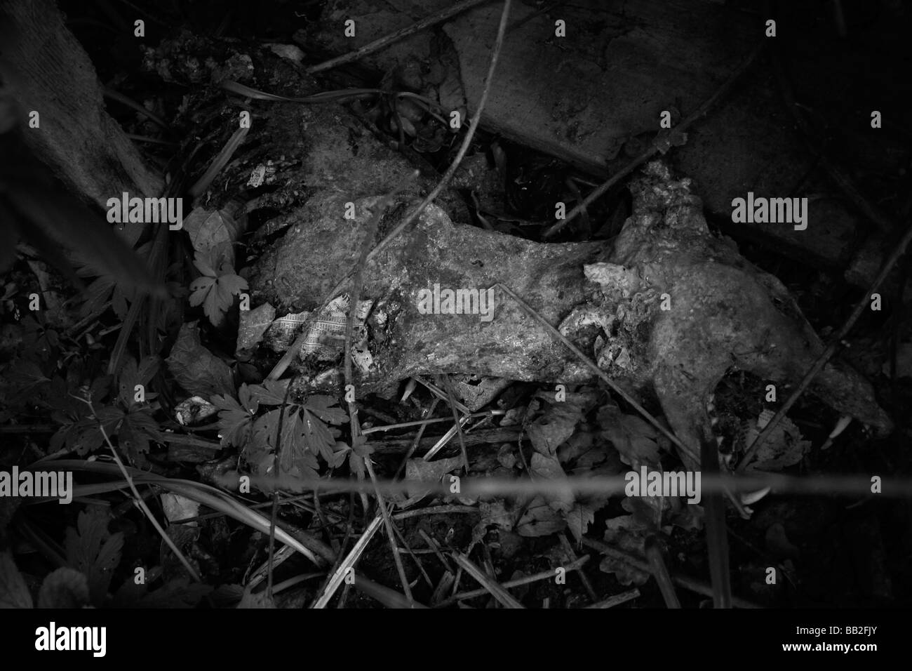 Fox remains and skeleton cooked in newspaper in a shepherd's hut Stock ...